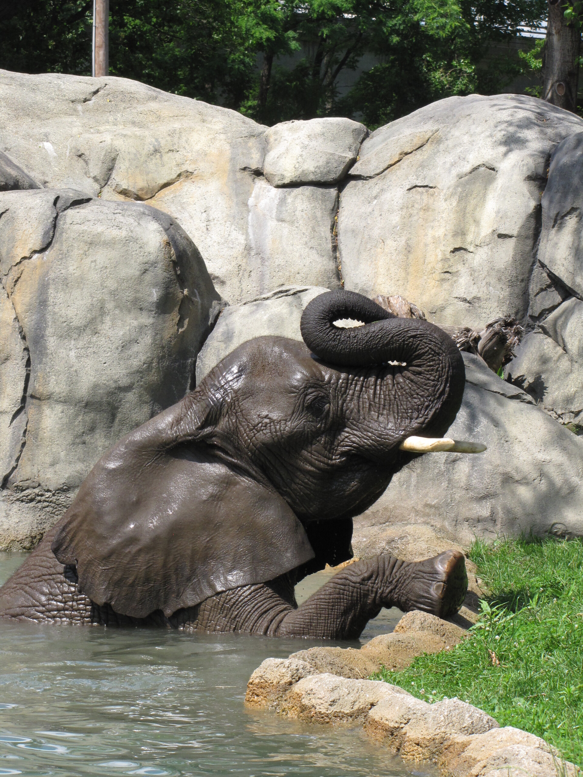 Elephant_A. McDonough - Rhode Island Monthly