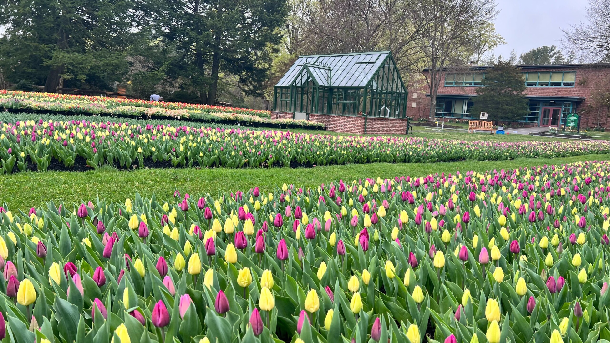 Elm_Bank-tulips - Rhode Island Monthly