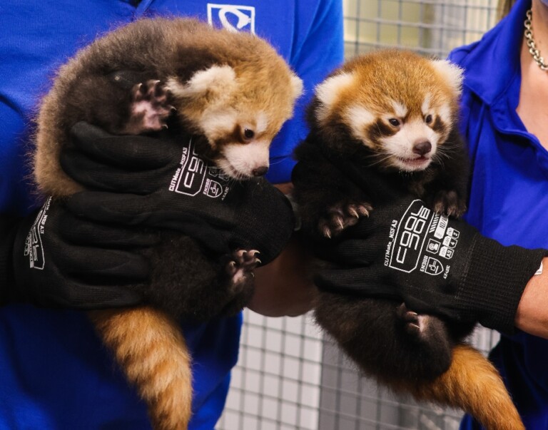 Twin Baby Red Pandas Join the Roger Williams Park Zoo Family - Rhode ...
