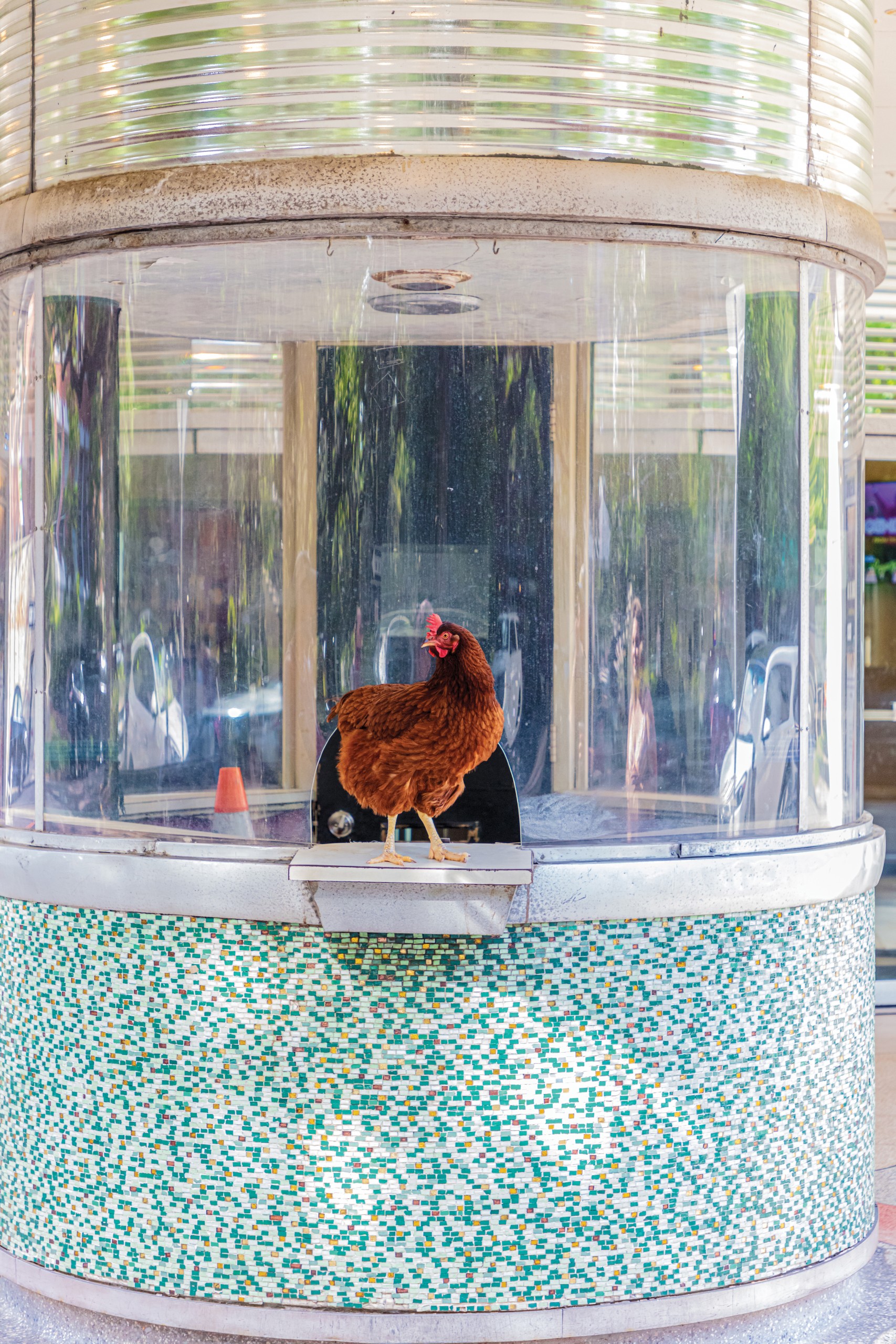 Chicken... of the Sea | South Magazine