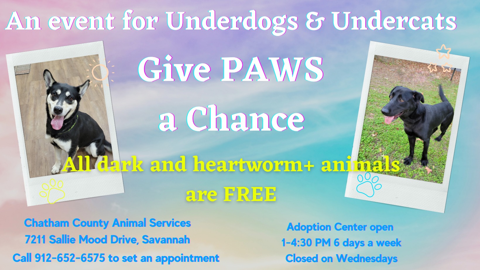 Give Paws A Chance Adoption Event | South Magazine