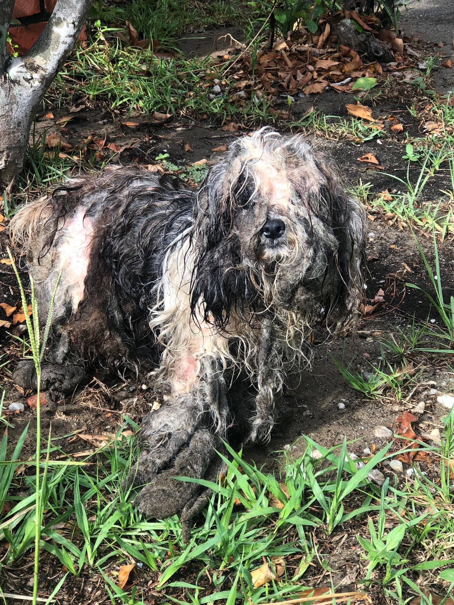 From Wags to Riches: Rescue Dog Pampered at The Alida | South Magazine