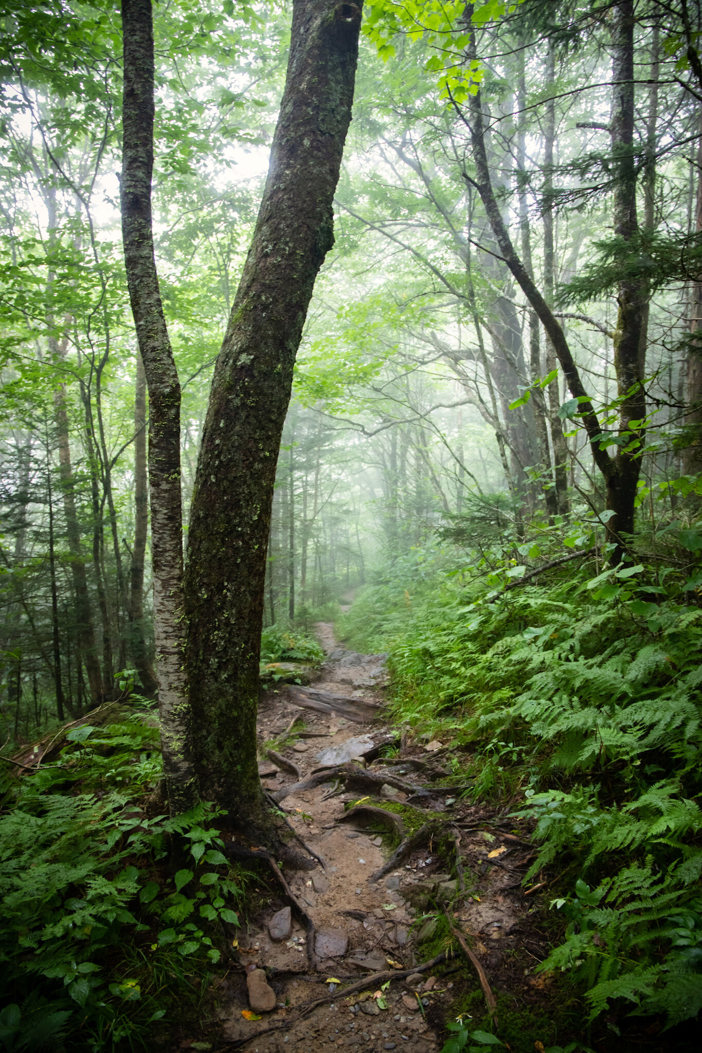 Whiteside Mountain or Pinnacle Park? DO BOTH. | South Magazine