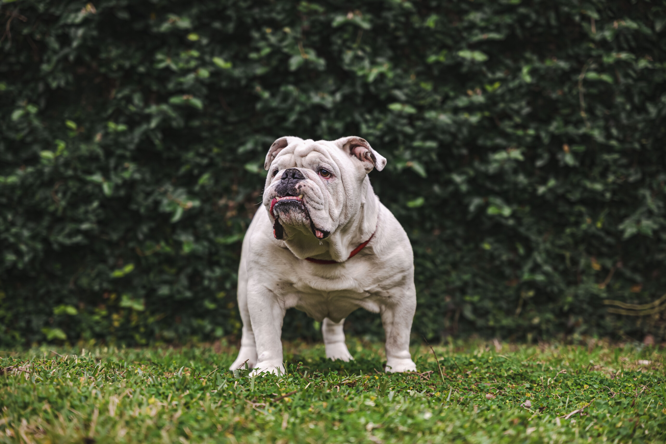 Beloved Mascot Uga X "Que" Passes Away | South Magazine