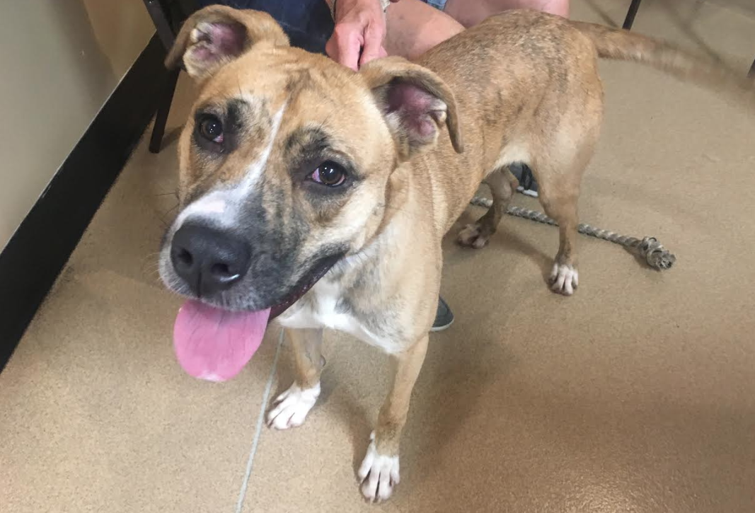 Pet of the week: Pyro - WHIZ - Fox 5 / Marquee Broadcasting