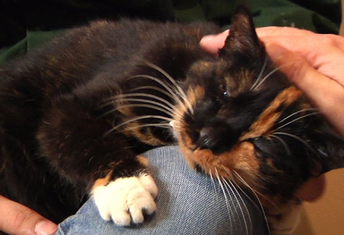 Pet of the Week: Calico Cat named Ancient - WHIZ - Fox 5 / Marquee ...