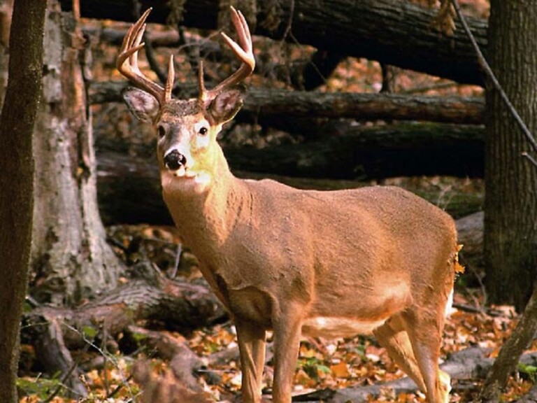 Over 26,000 Deer Harvested on the First Day of Gun Hunting Season ...
