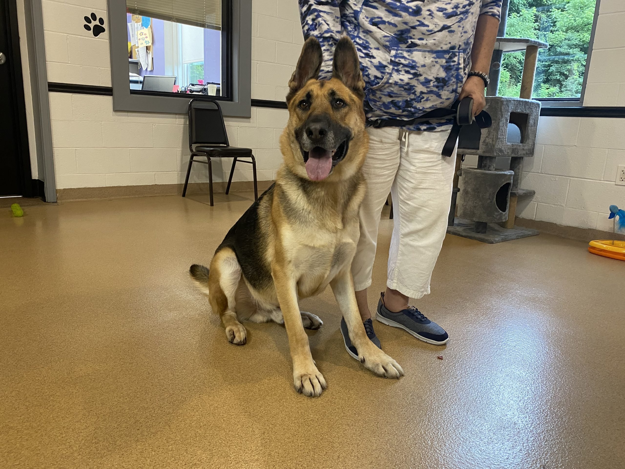 Meet Ace: Animal Shelter Society's Pet of the Week - WHIZ - Fox 5 ...