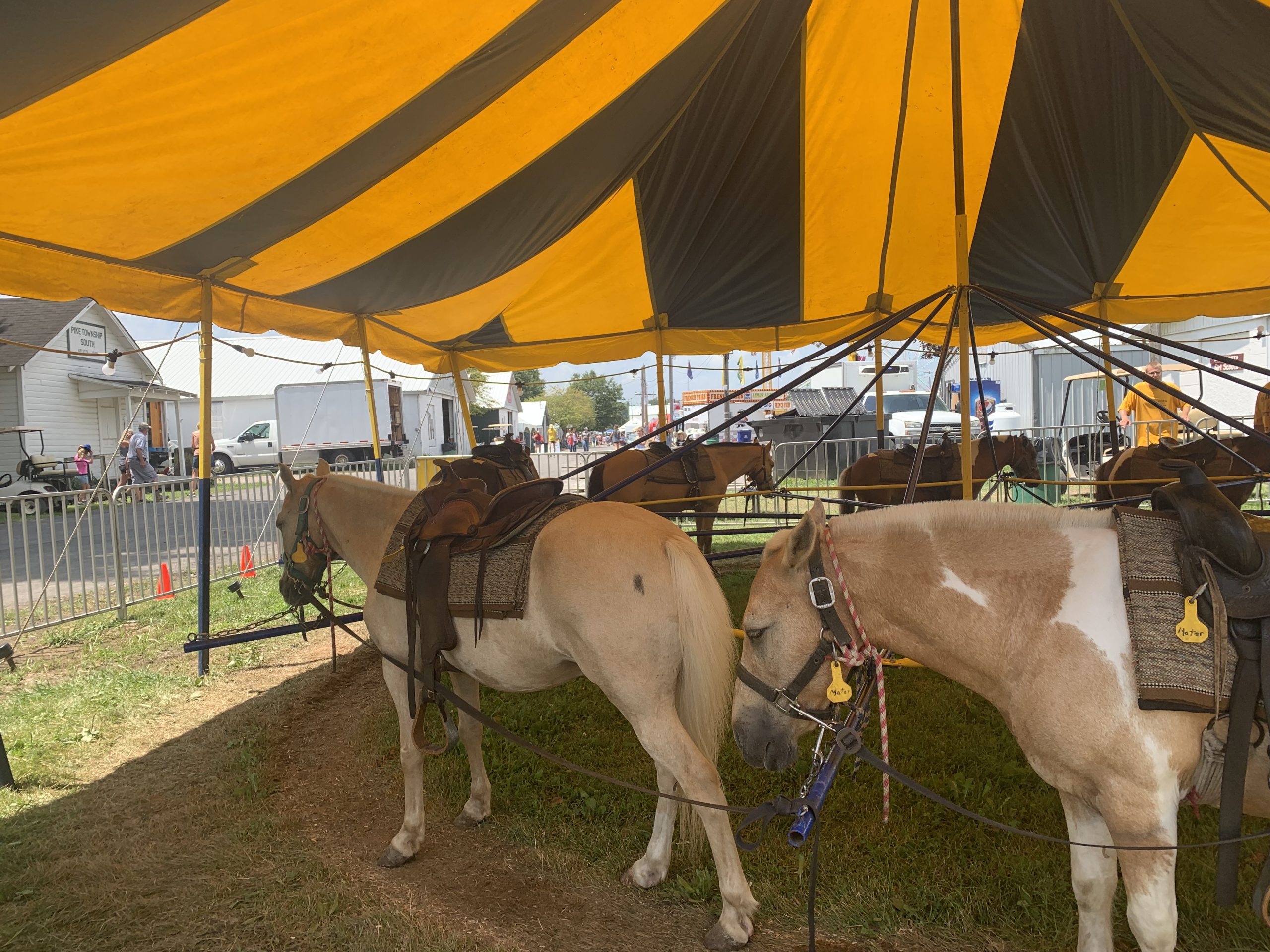 Perry County Fair Pony Rides Celebrate 54 years - WHIZ - Fox 5 ...