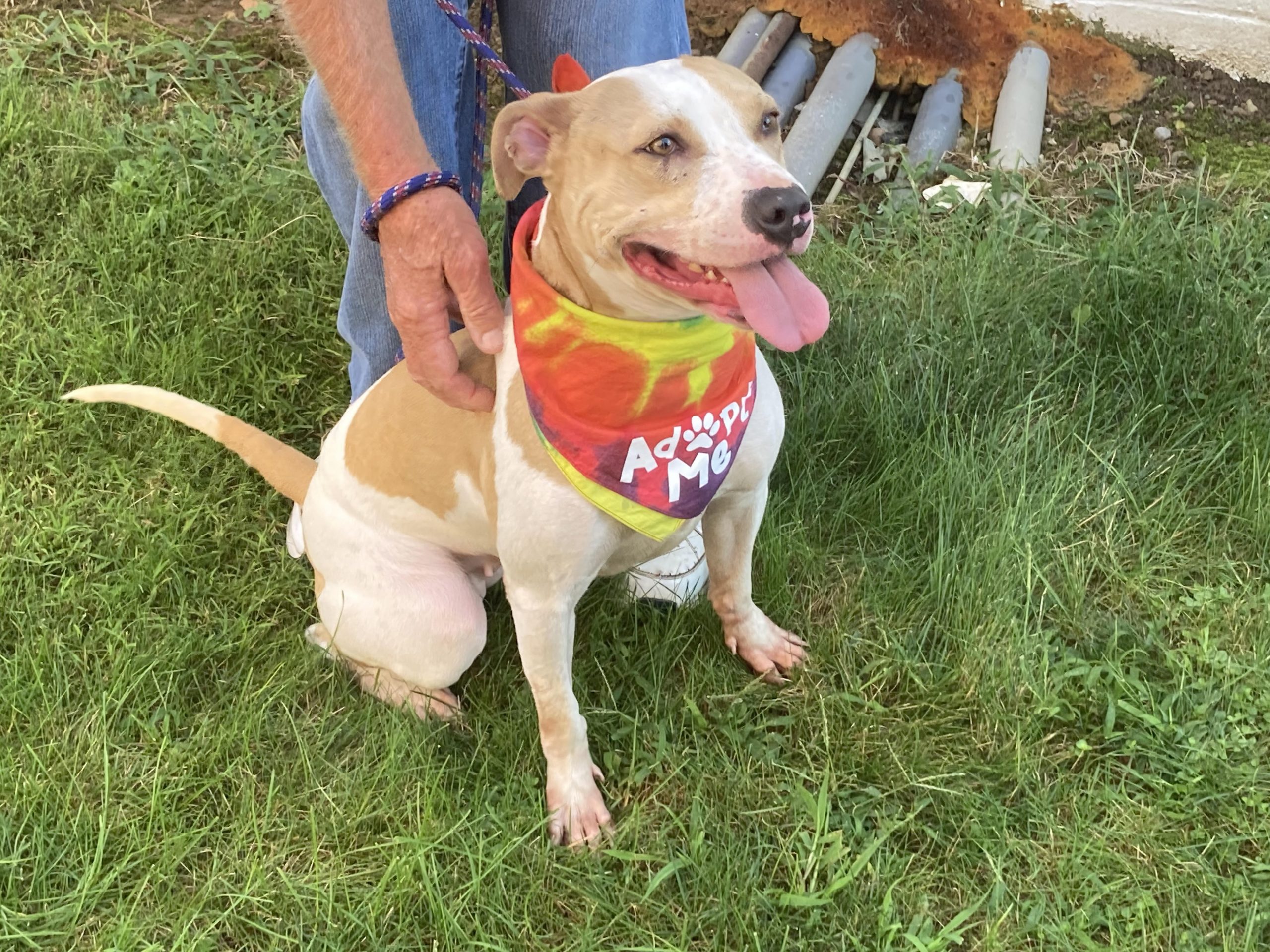 Dog of the Week: Meet Clover - WHIZ - Fox 5 / Marquee Broadcasting
