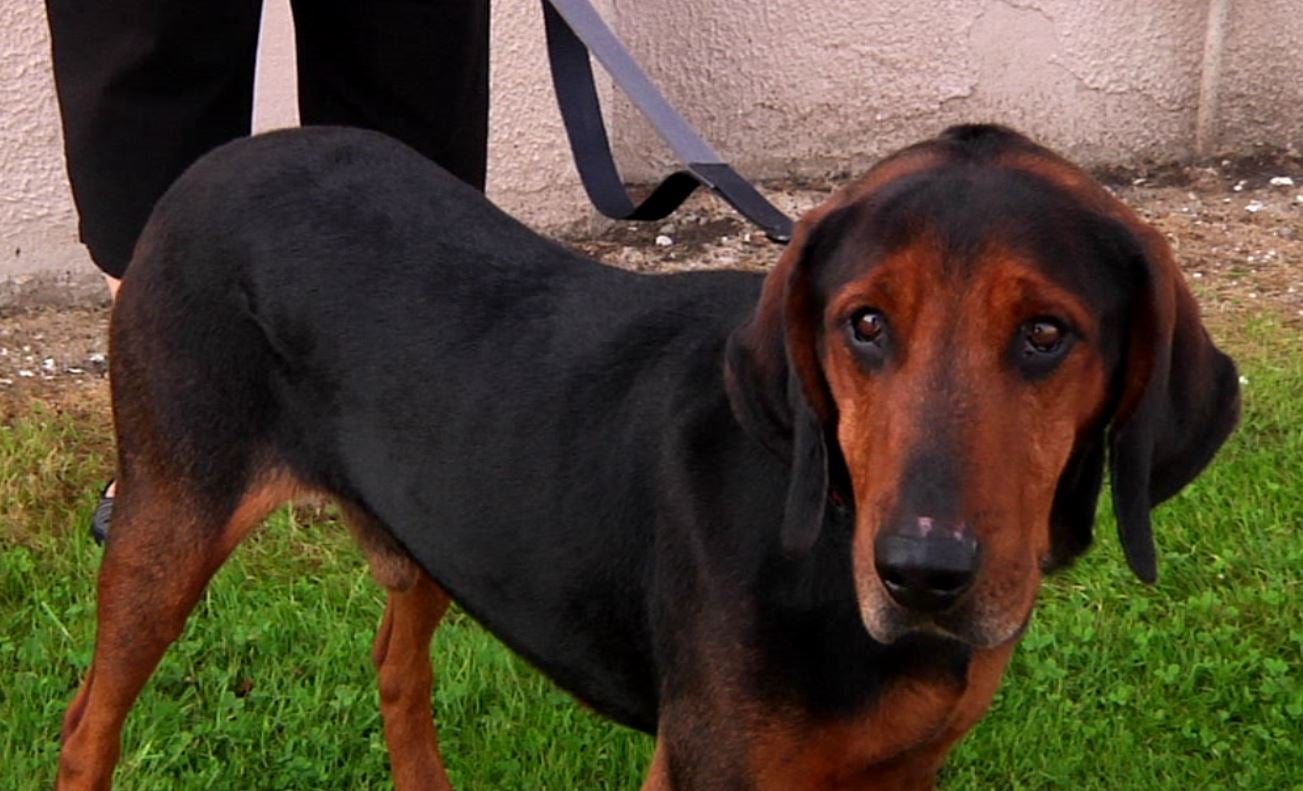 Meet This Week's Animal Shelter Society Pet of The Week, Jack! - WHIZ ...