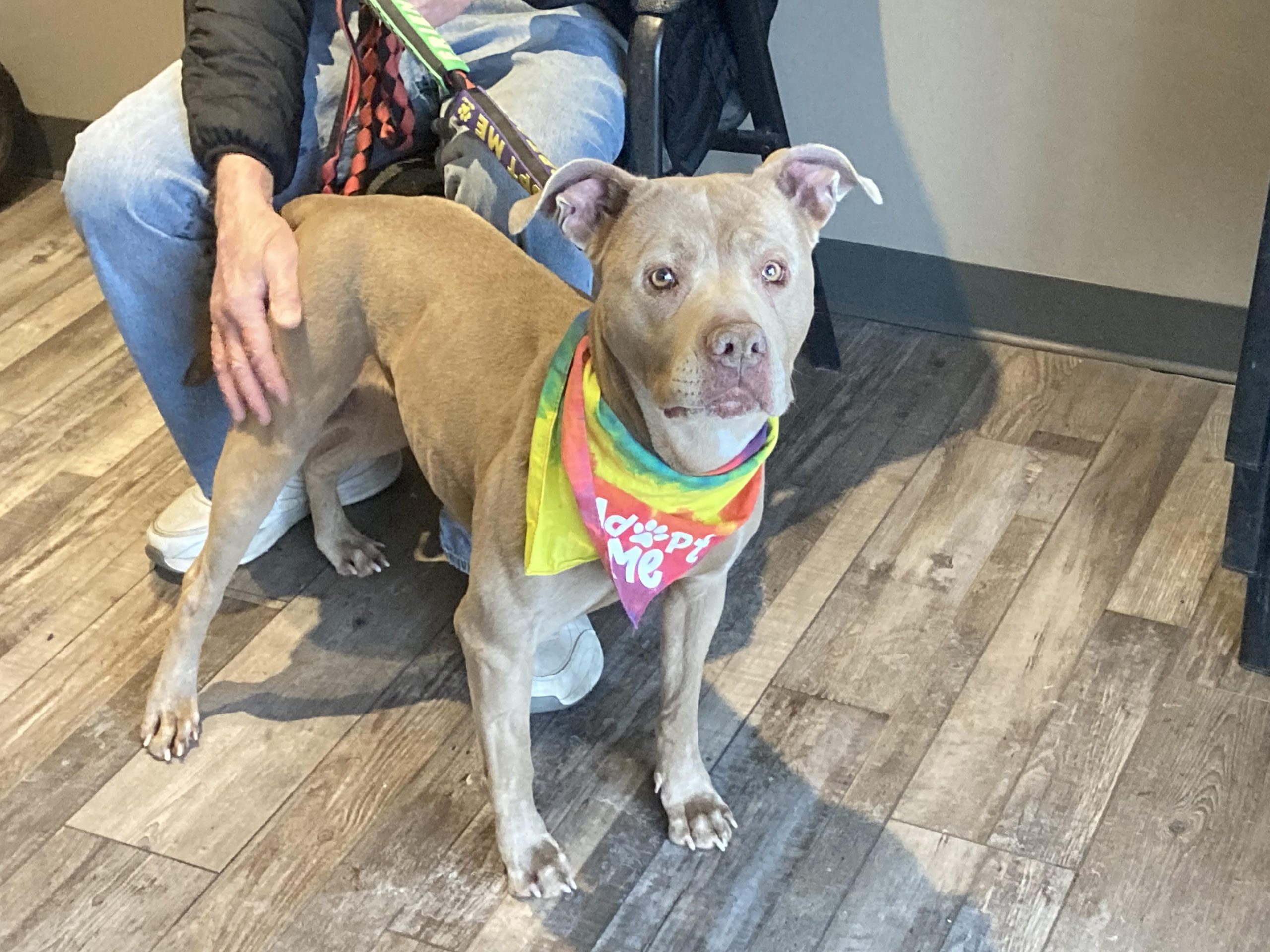 Dog of the Week: Meet Gabby - WHIZ - Fox 5 / Marquee Broadcasting