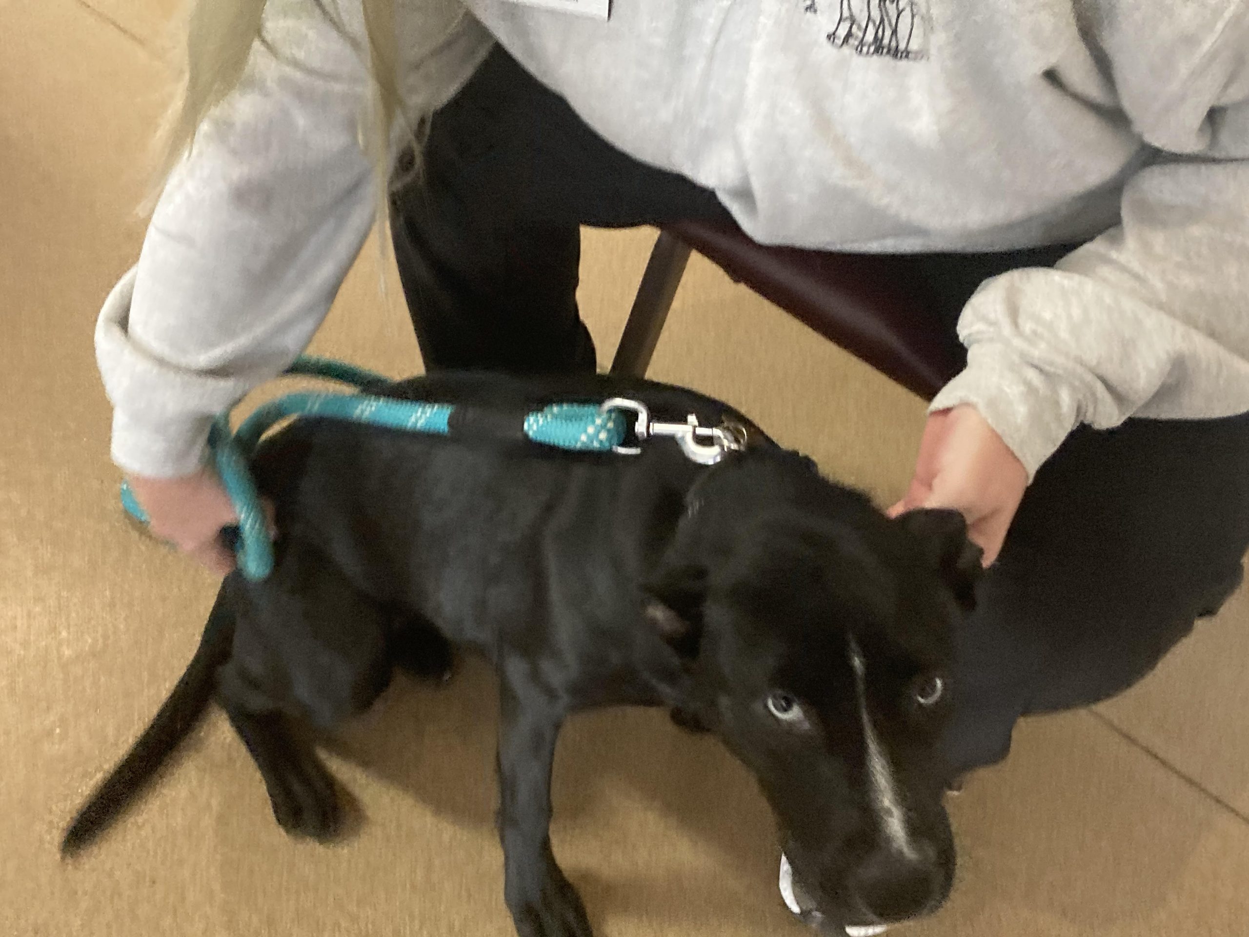 Pet of the Week: Meet Addie - WHIZ - Fox 5 / Marquee Broadcasting