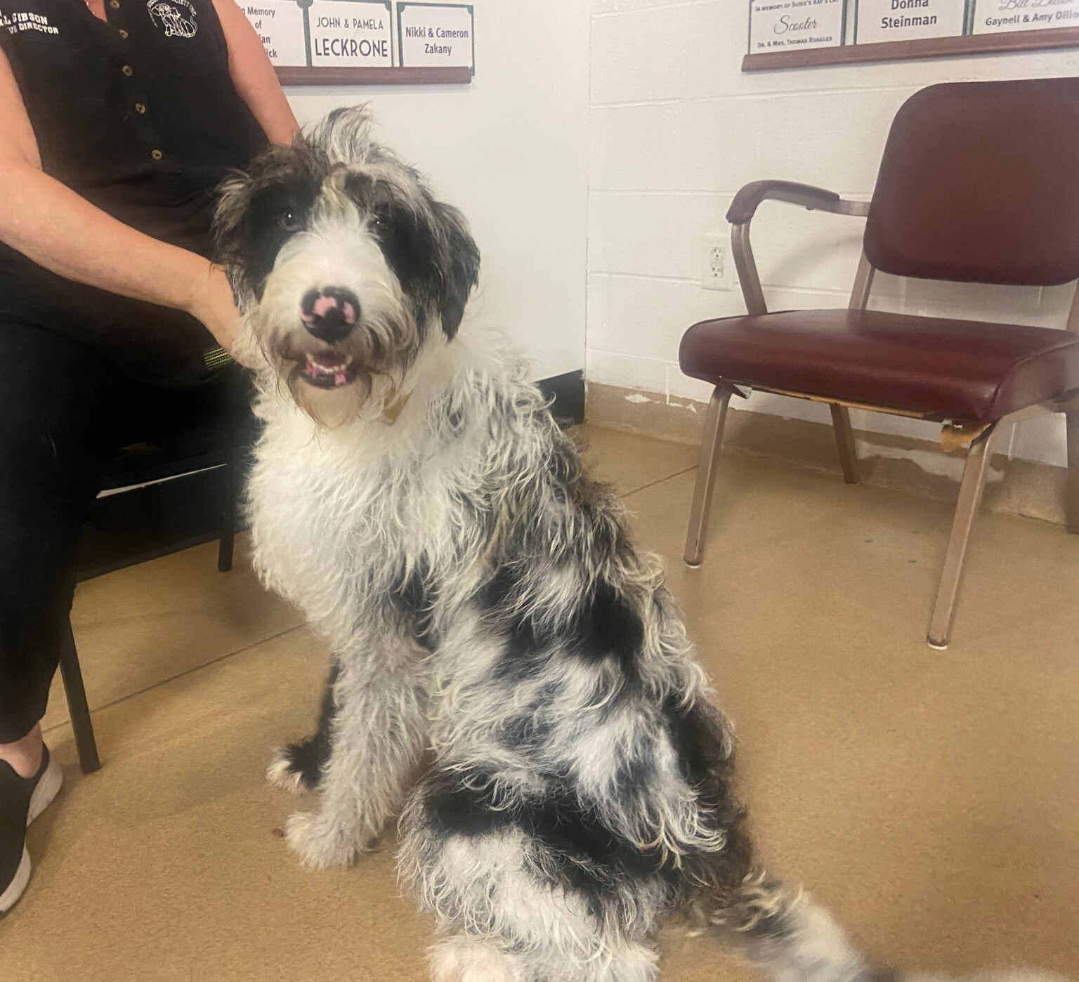 Meet Zeus: The Animal Shelter Society’s Pet of the Week - WHIZ - Fox 5 ...