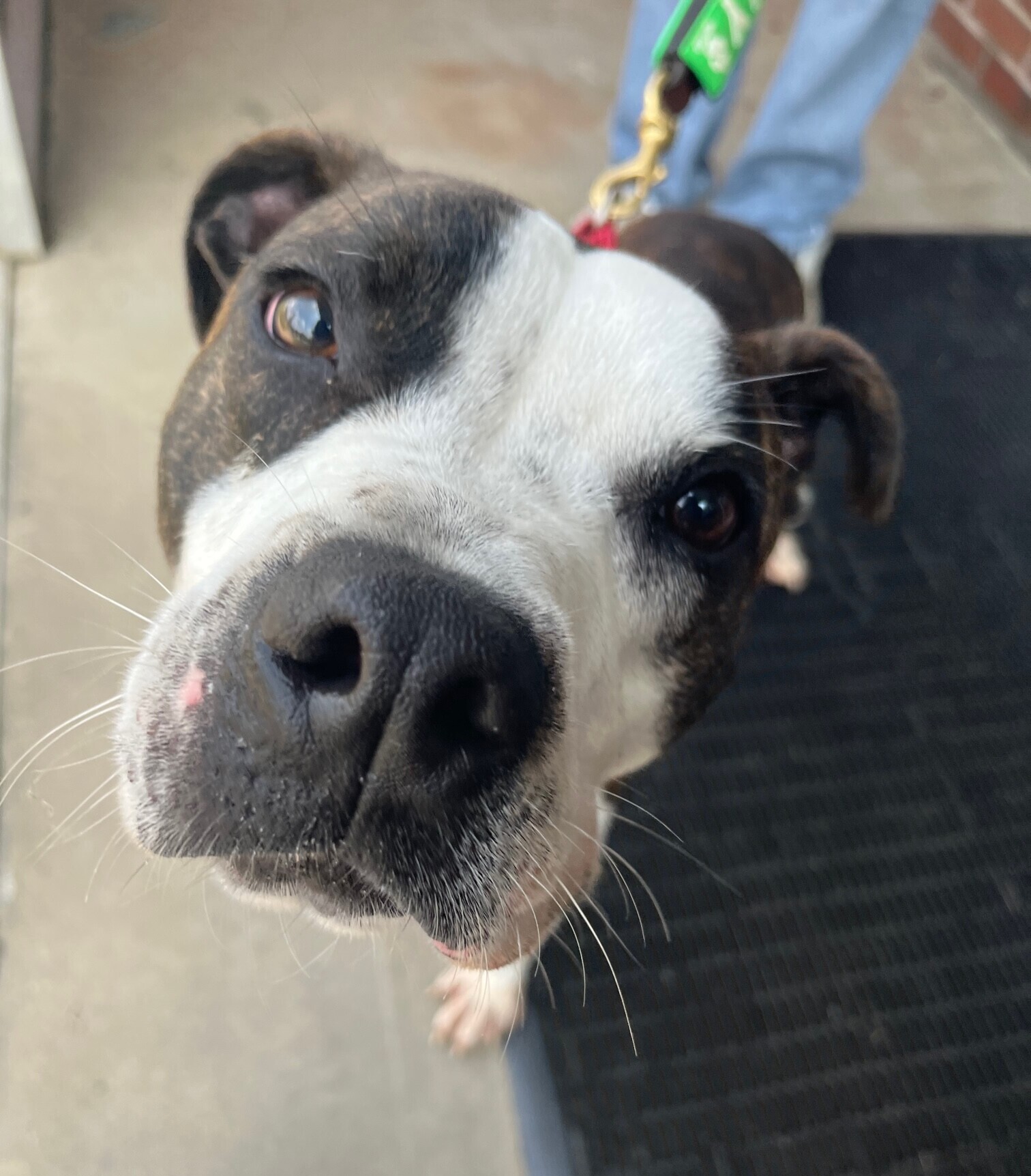 Meet the Dog of the Week: Conrad - WHIZ - Fox 5 / Marquee Broadcasting