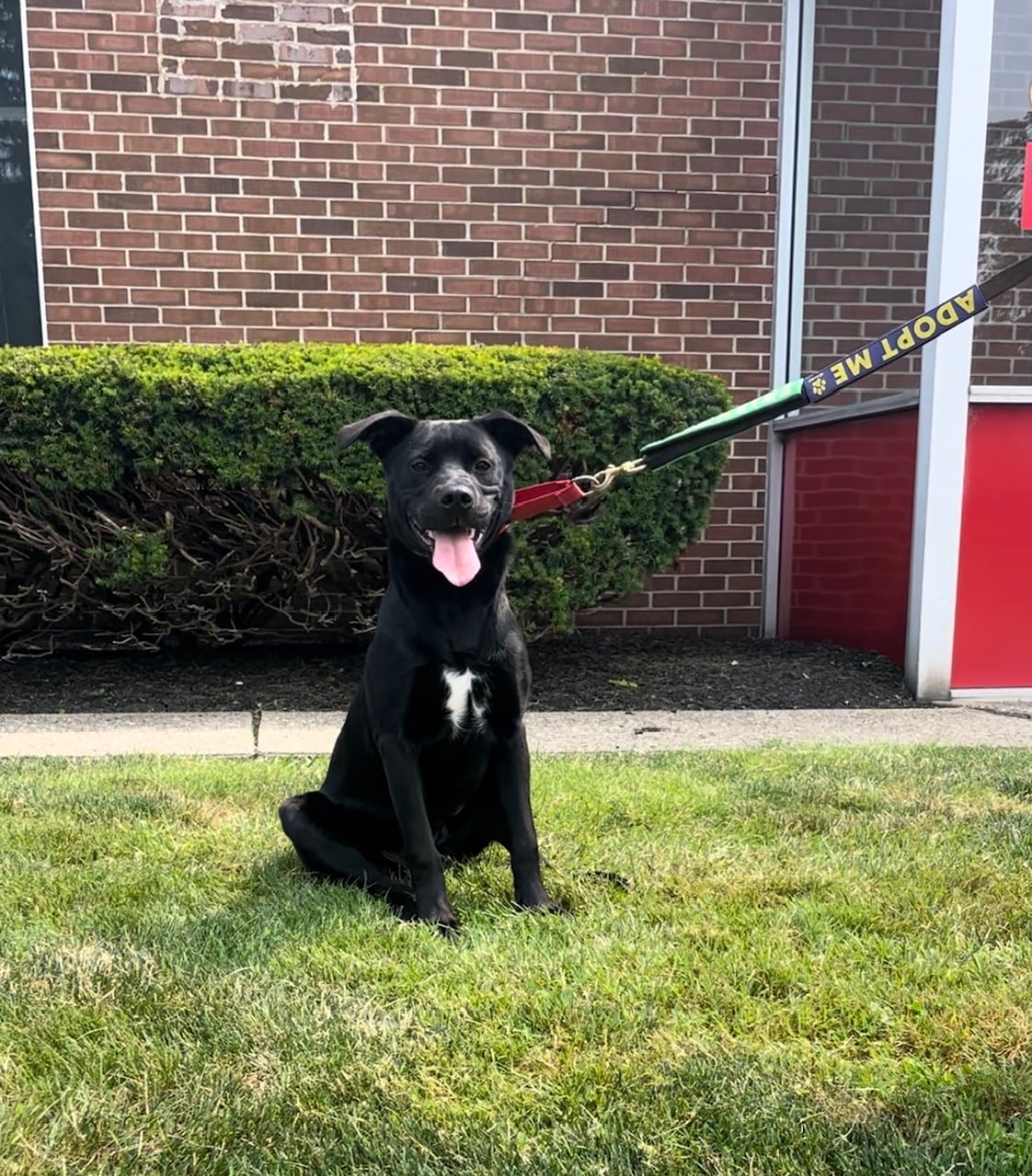 Meet this Dog of the Week: Raven - WHIZ - Fox 5 / Marquee Broadcasting