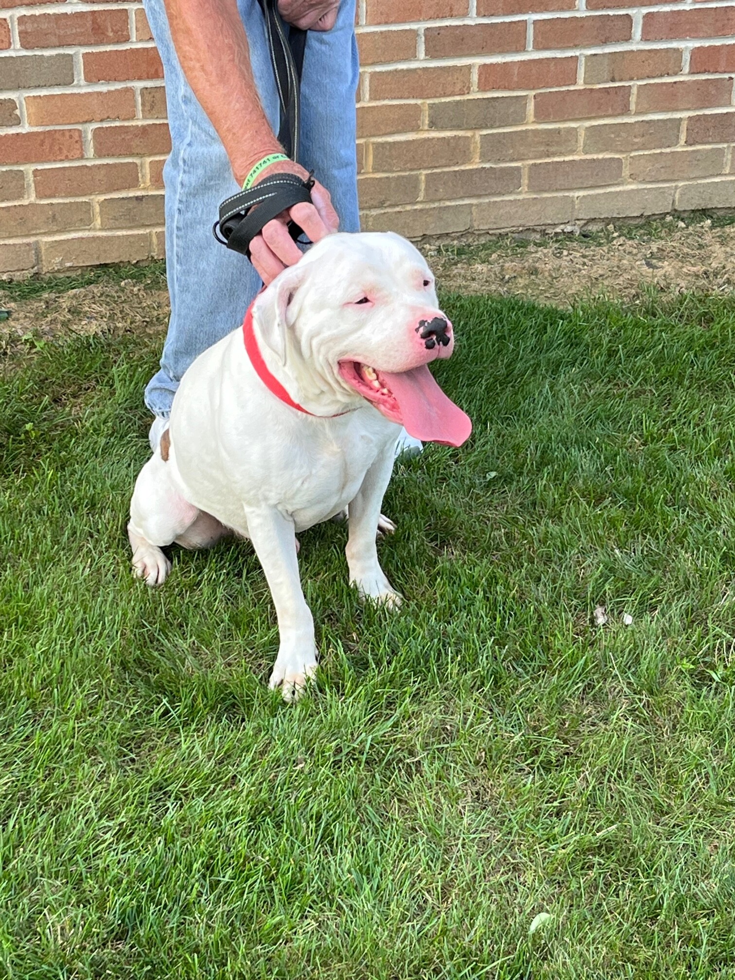 Meet Abel, This Weeks Dog of The Week - WHIZ - Fox 5 / Marquee Broadcasting