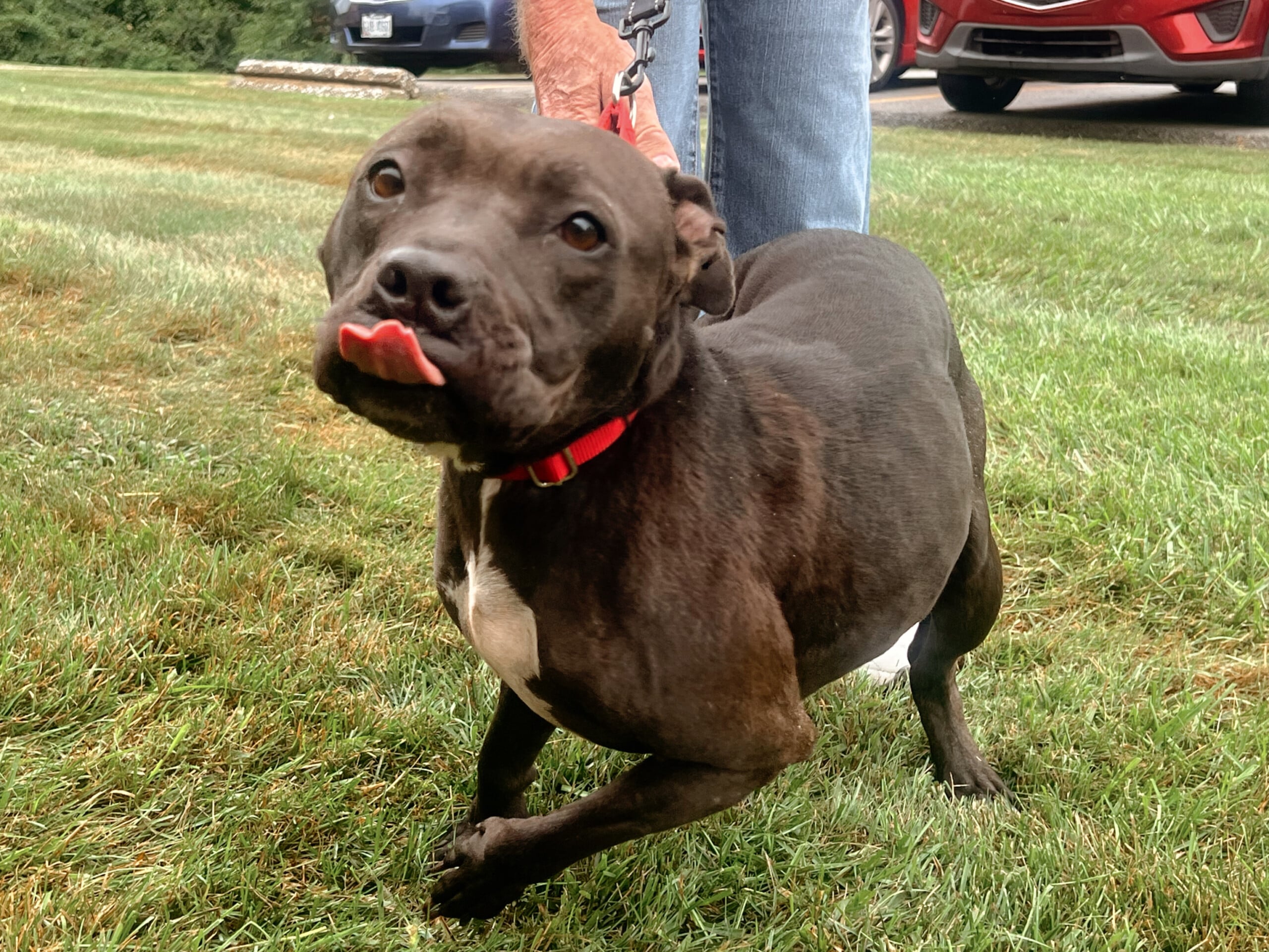 Meet Onyx, the K9 Adoption Center Dog of The Week - WHIZ - Fox 5 ...