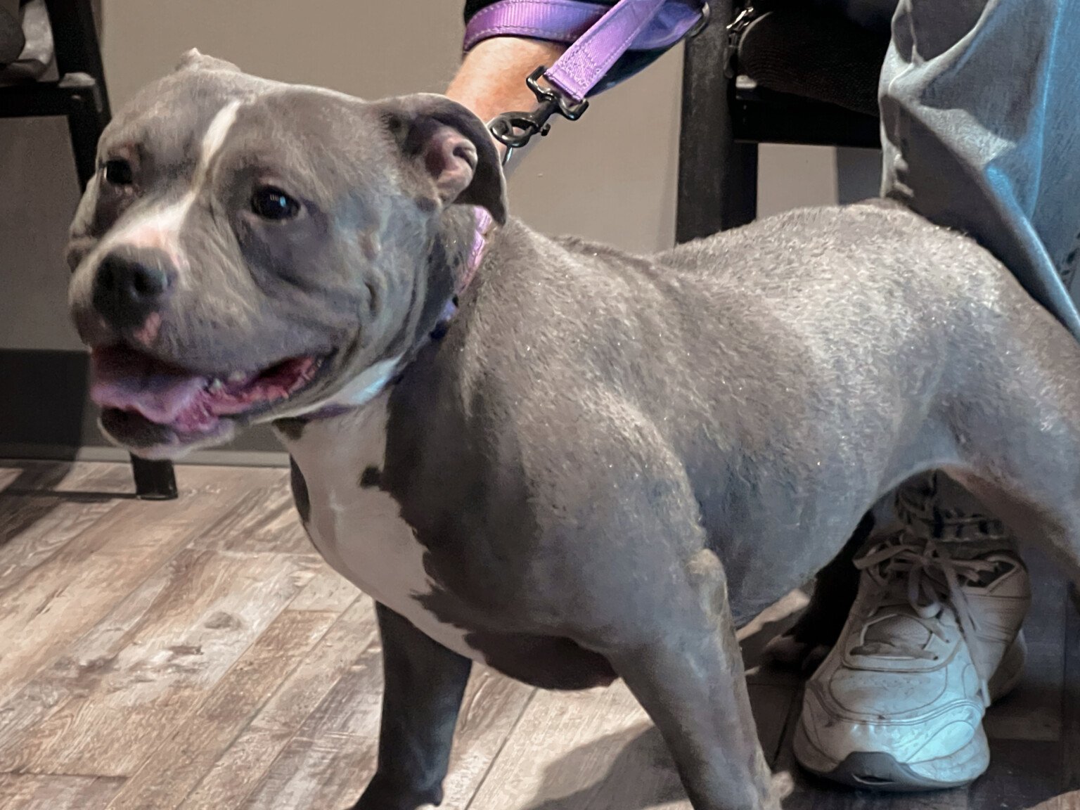 This Weeks K9 Adoption Center Dog of The Week is Chasta - WHIZ - Fox 5 ...