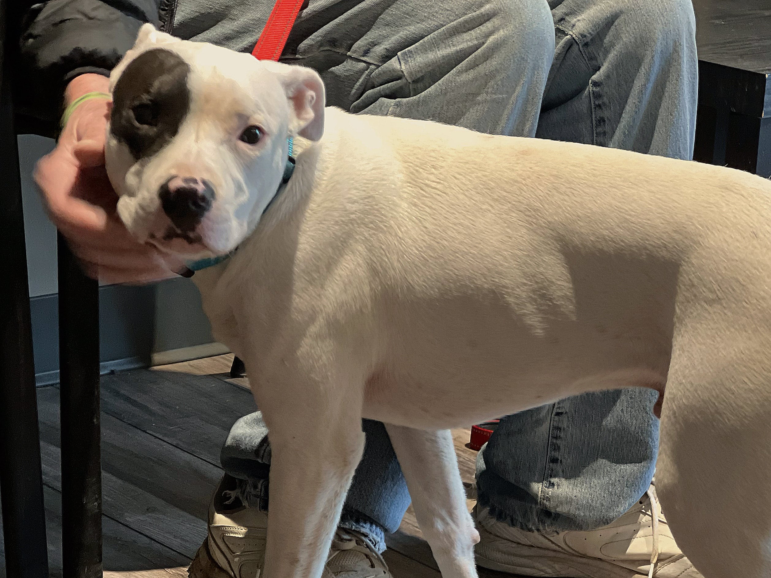 K9 Adoption Center's Dog of The Week is Legendary - WHIZ - Fox 5 ...