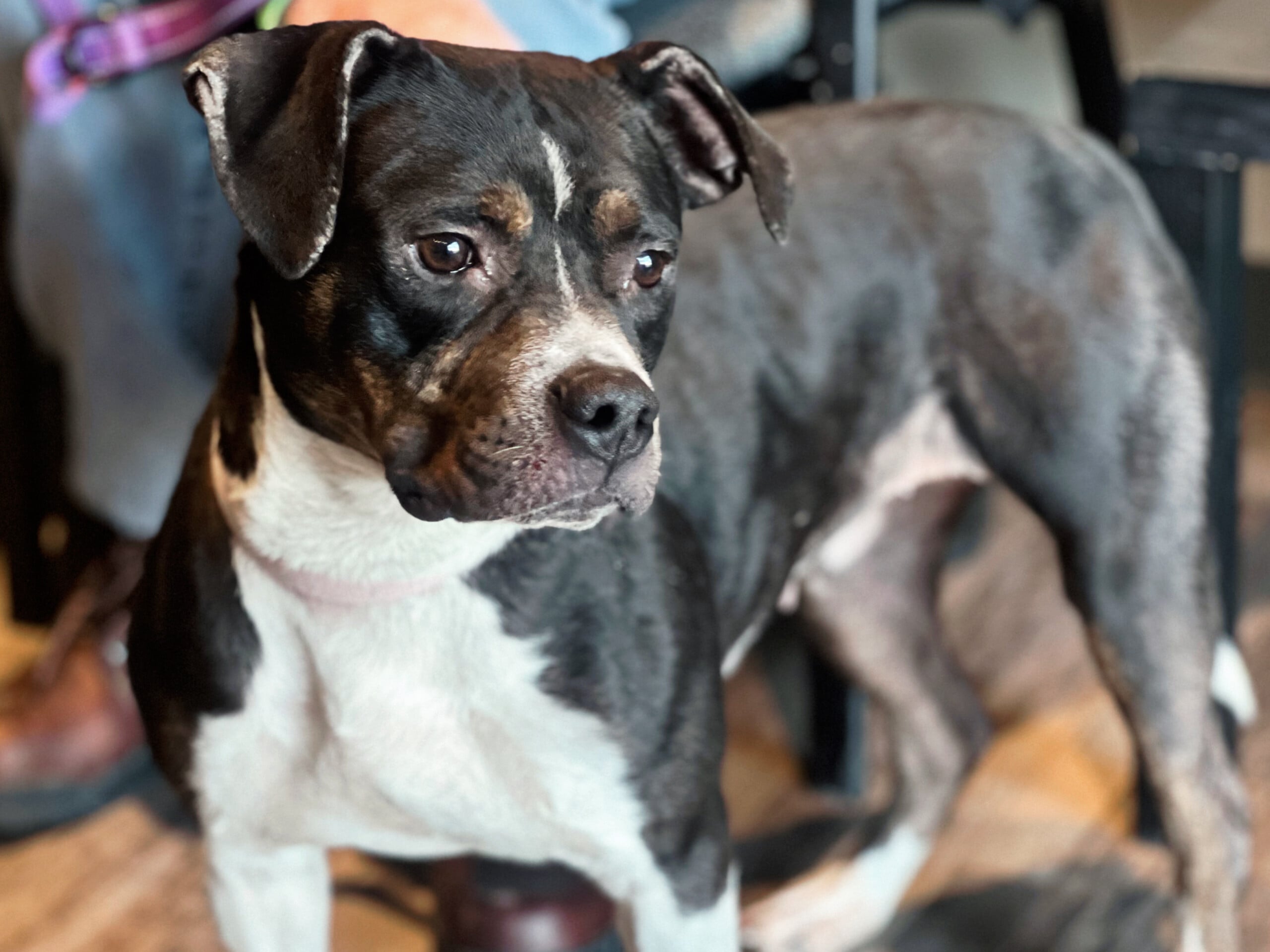 The K9 Adoption Center's Beloved Dog of The Week - WHIZ - Fox 5 ...