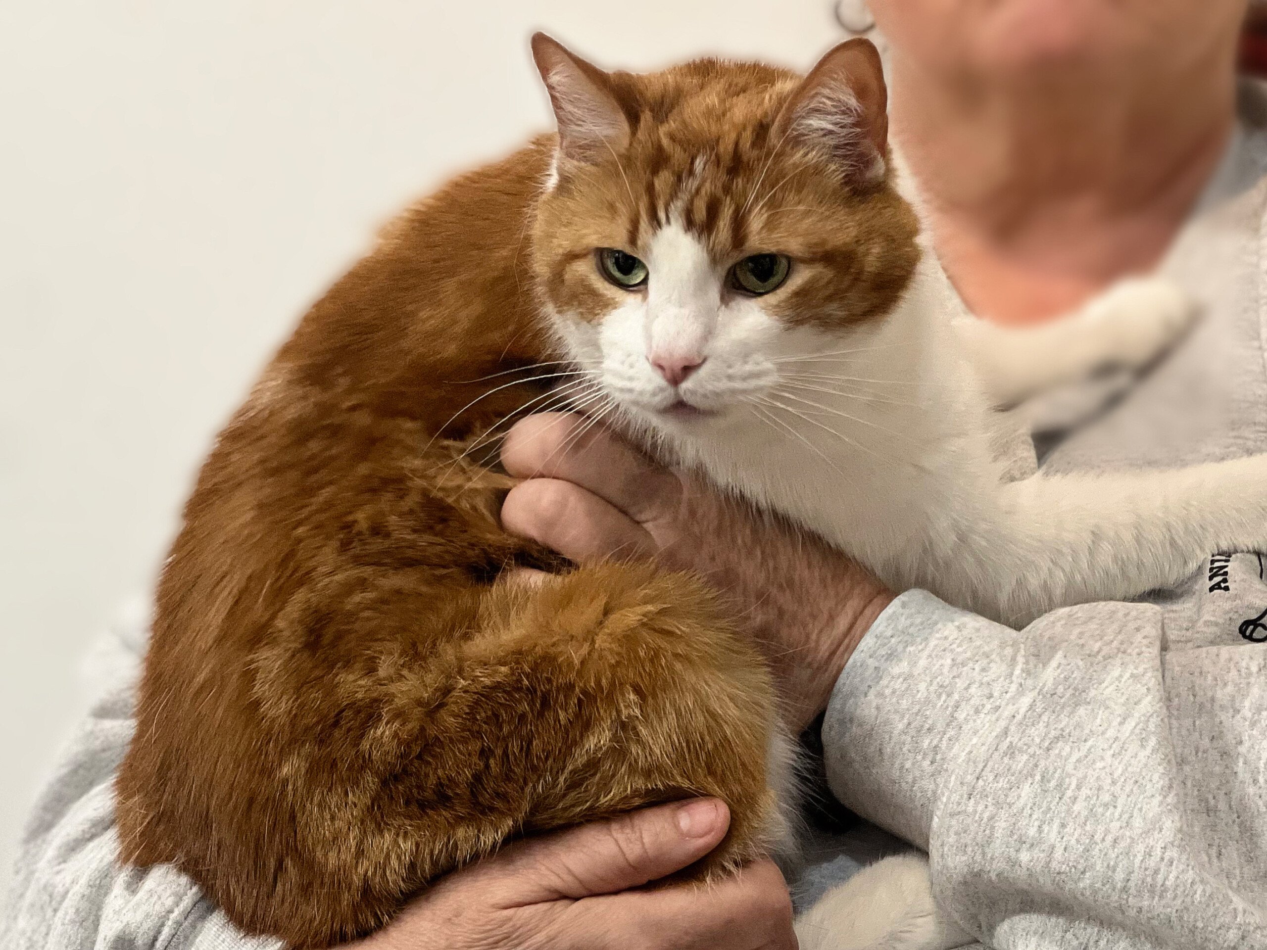 Raijin the Cat Named Pet of The Week - WHIZ - Fox 5 / Marquee Broadcasting