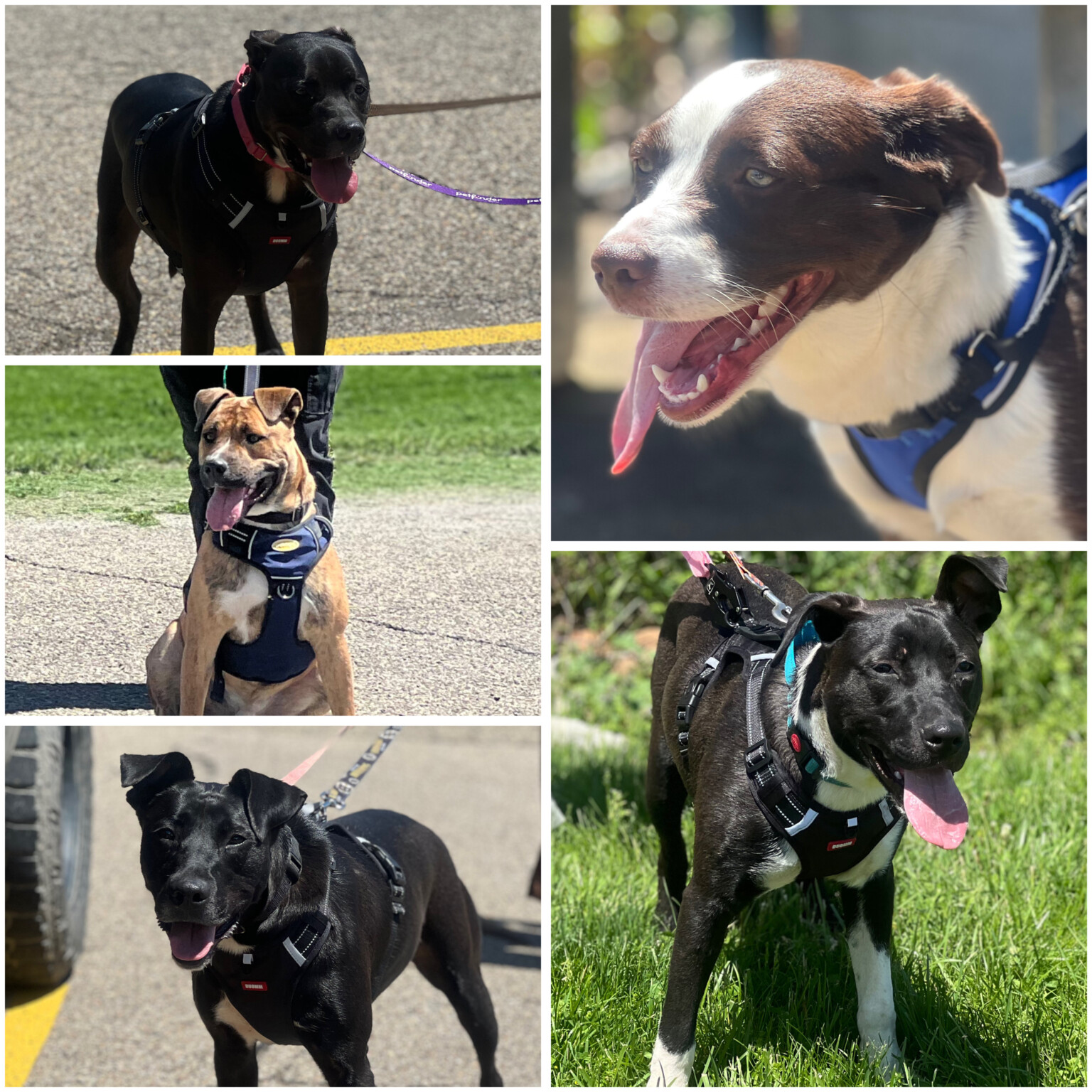 Animal Shelter Society Spotlights Five Dogs in Search of Forever Homes ...