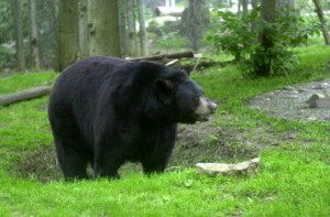 A 'bear-y' busy season: Black bear sightings increase across Ohio ...