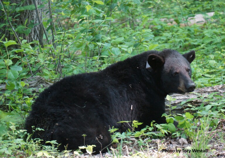ODNR Tracking Ohio Bear Population - WHIZ - Fox 5 / Marquee Broadcasting